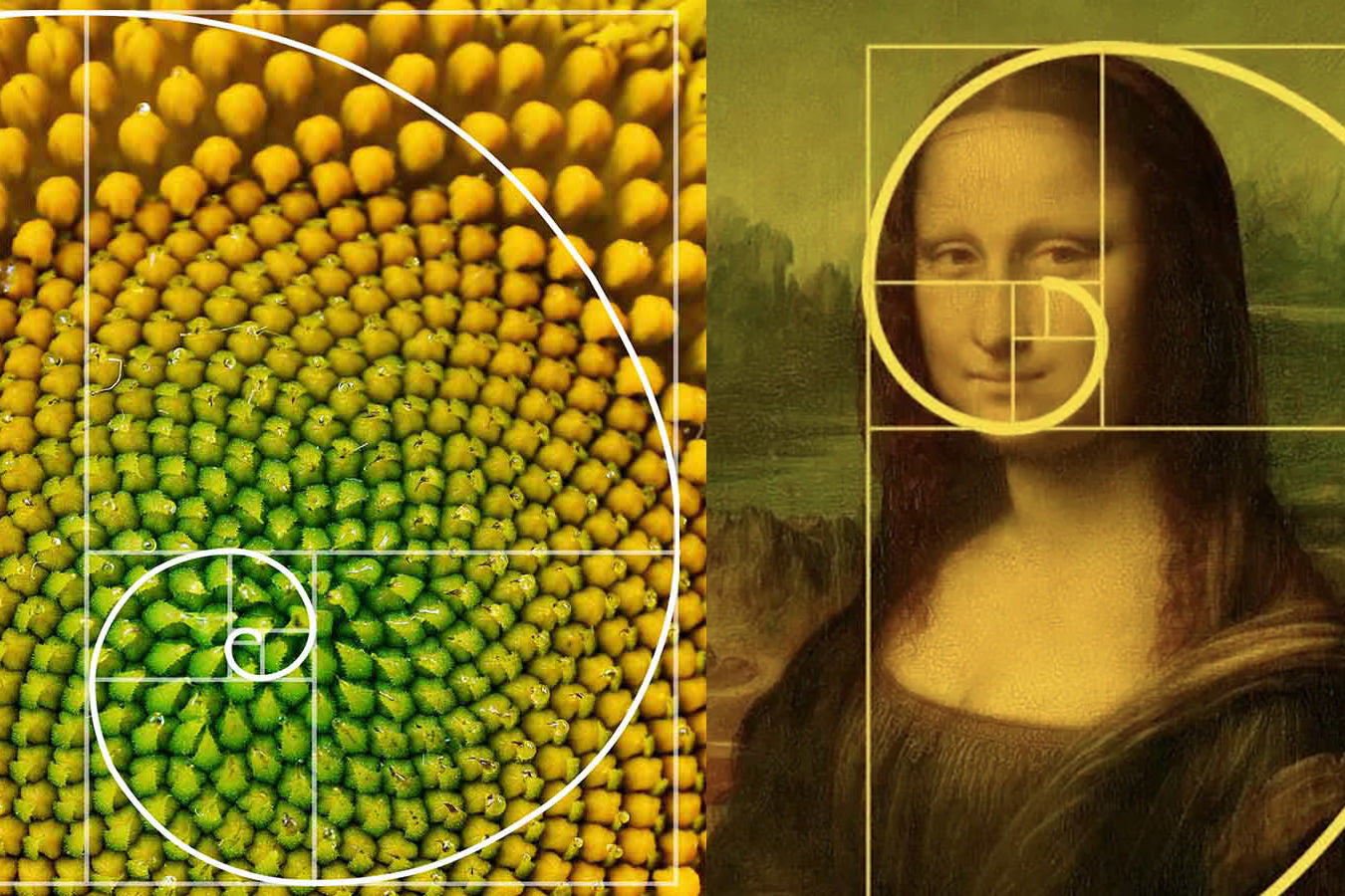 Golden Mean – REMO Since 1988