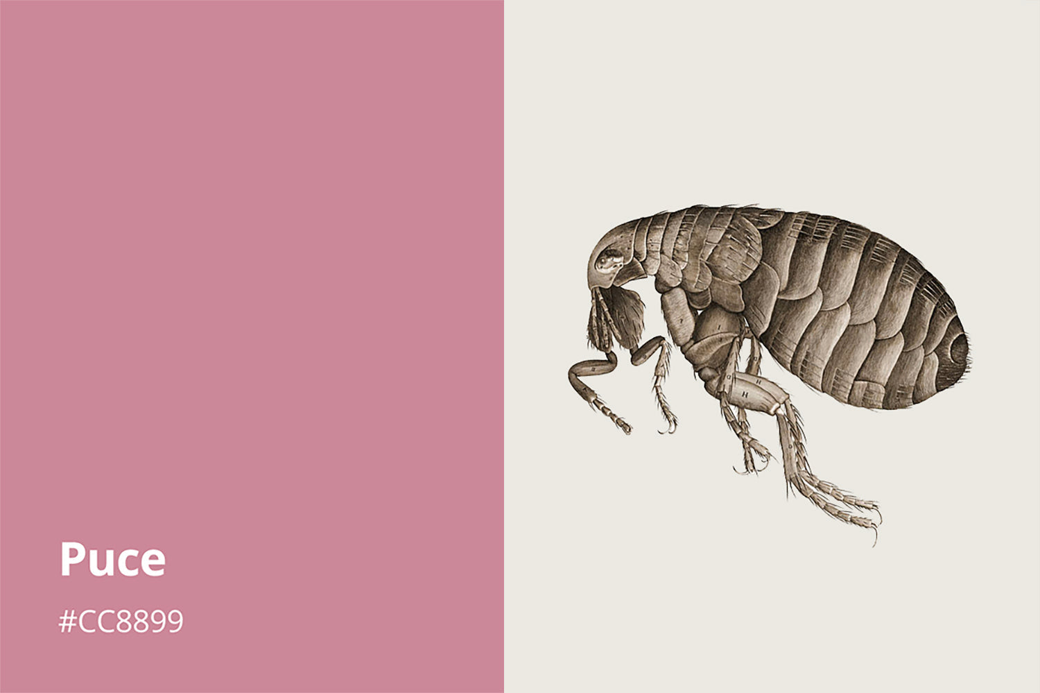 Words for Specific Colours – REMO Since 1988